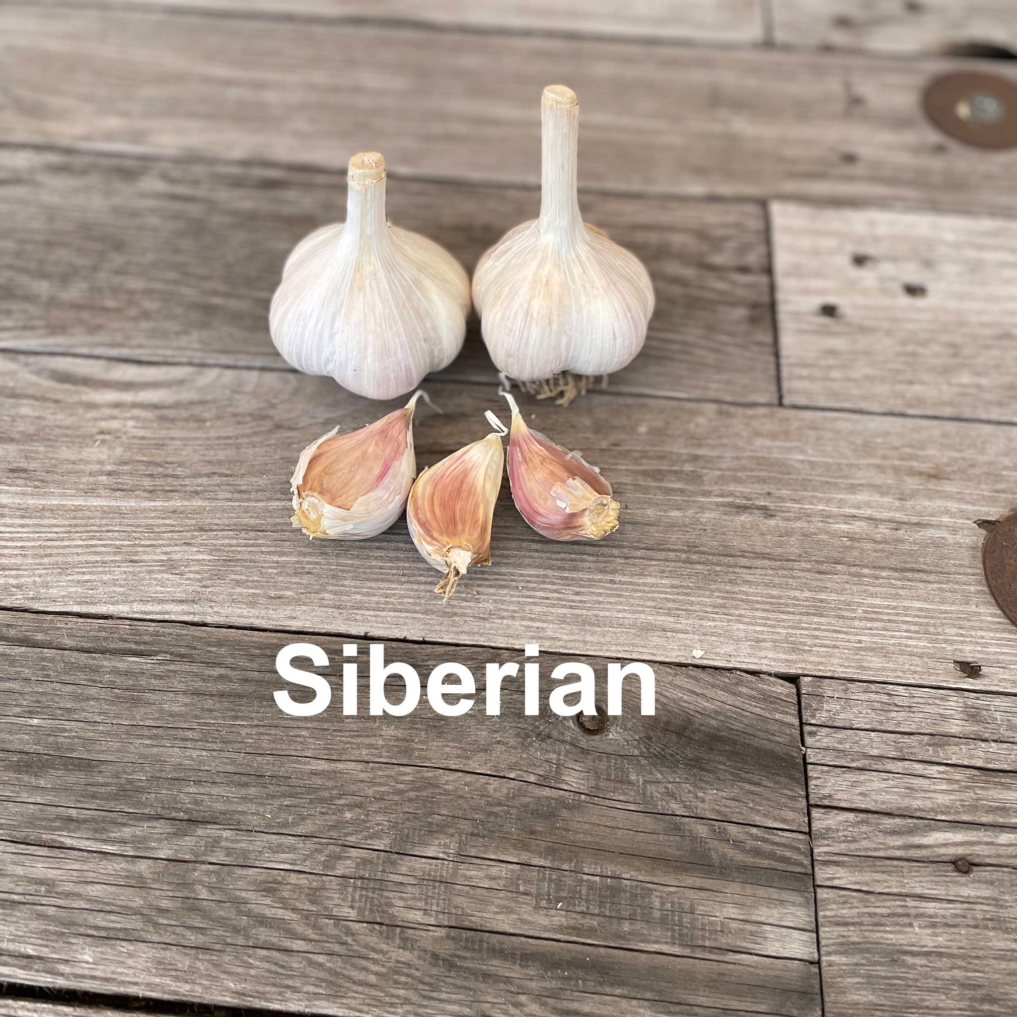 Garlic Varieties We Grow – Sleepy Hollow Garlic